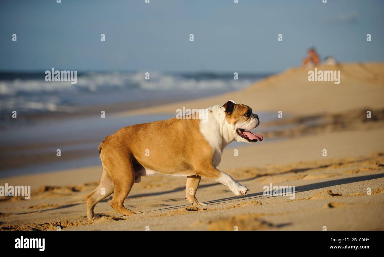 English Bulldog outdoor portrait Stock Photo - Alamy