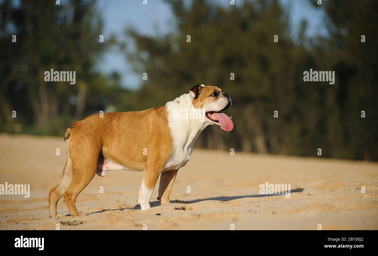 English Bulldog outdoor portrait Stock Photo - Alamy