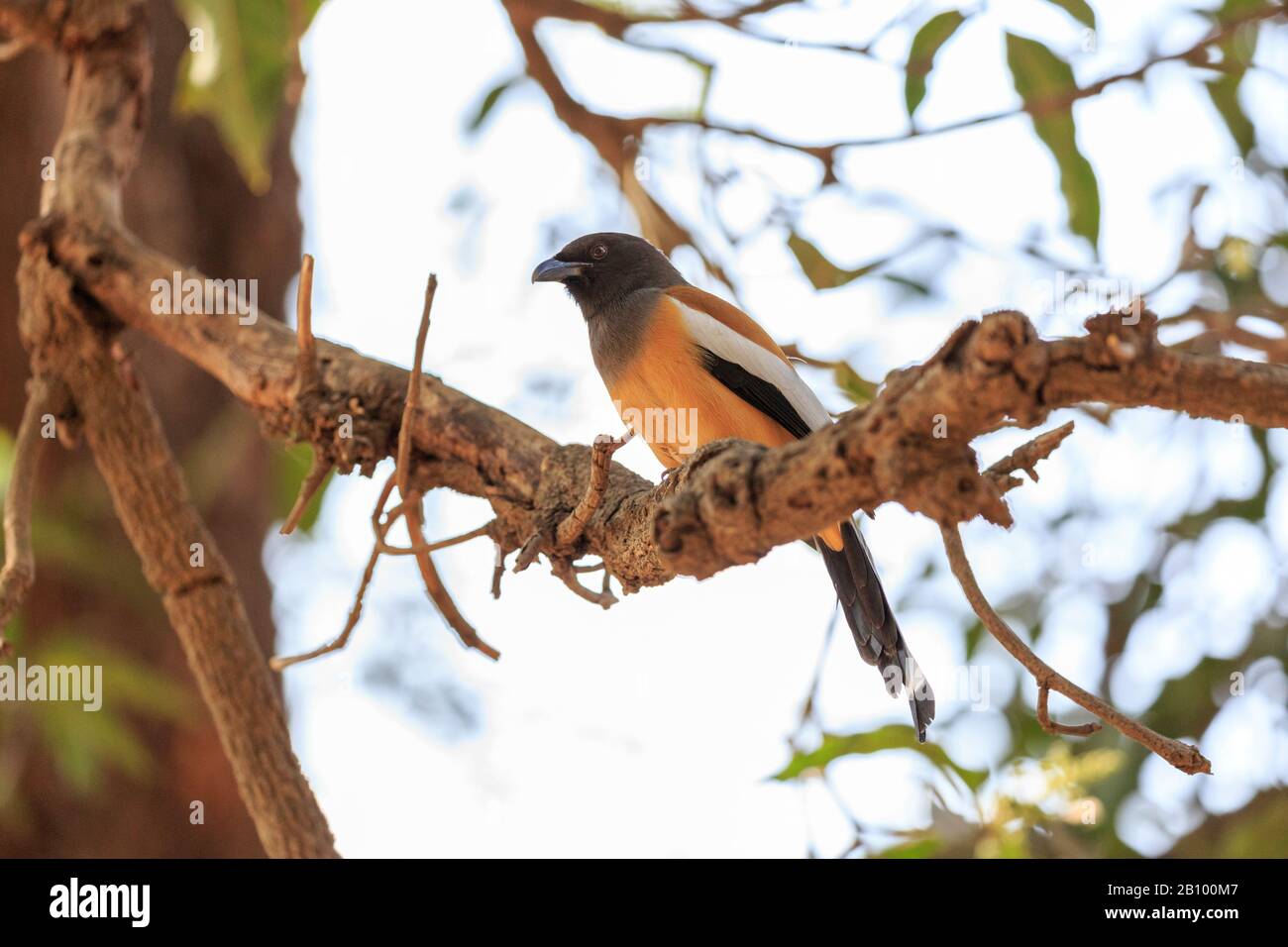 Rajasthan Tree India High Resolution Stock Photography and Images - Alamy