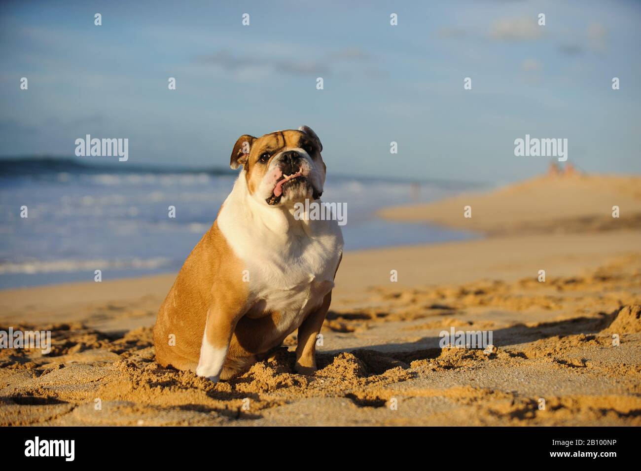 English Bulldog outdoor portrait Stock Photo - Alamy