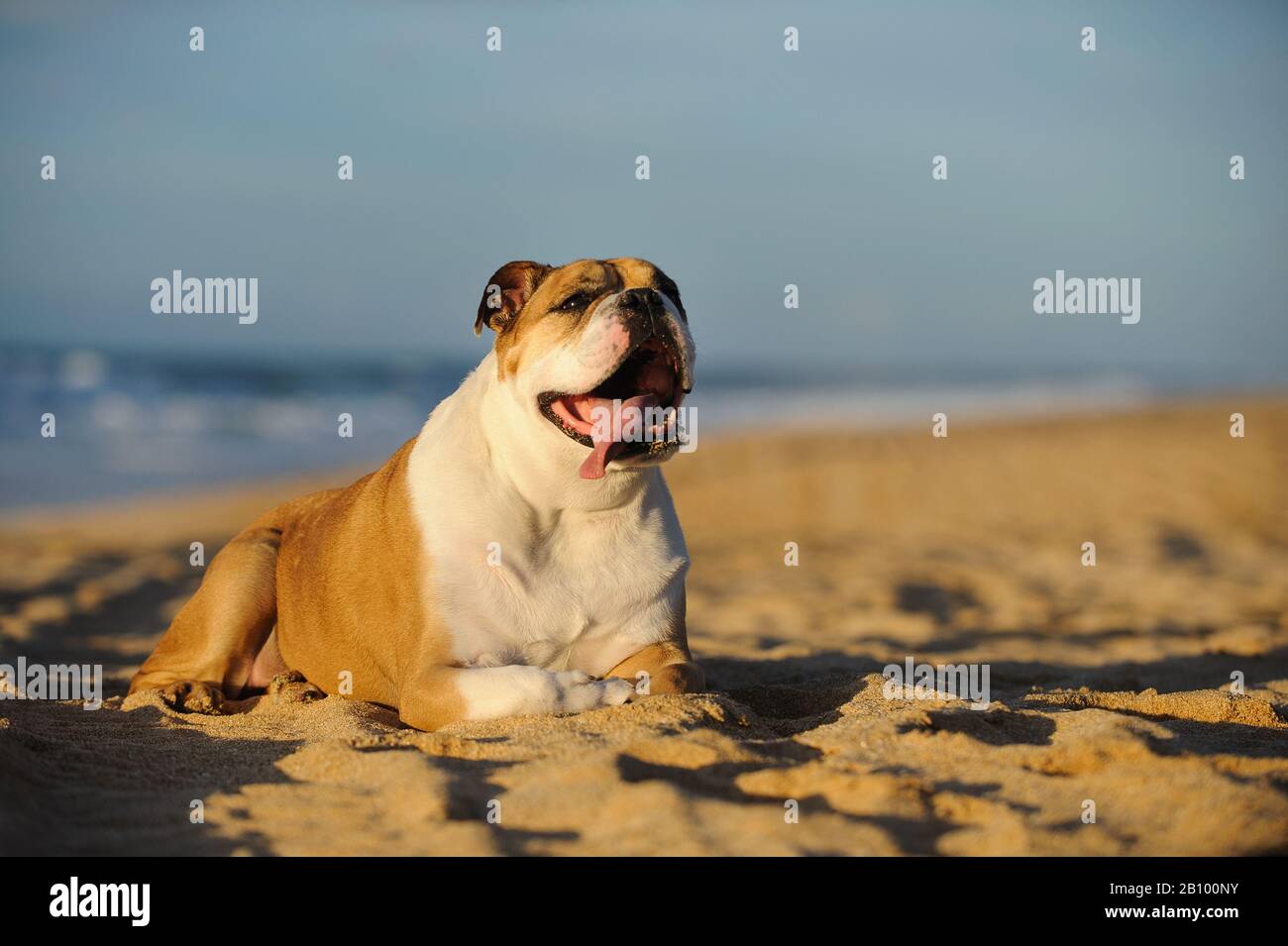 English Bulldog outdoor portrait Stock Photo - Alamy