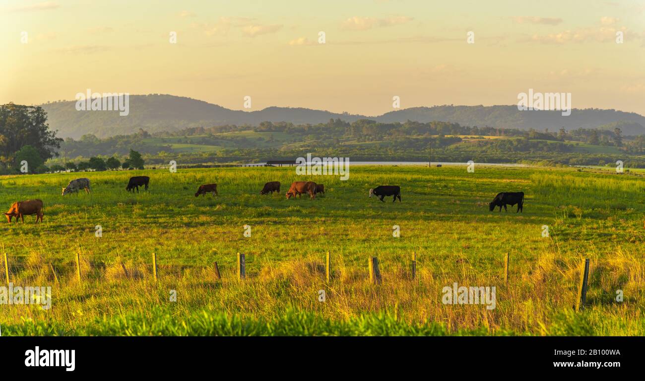 Rural landscape in southern Brazil. Area of farms where cattle breeding ...