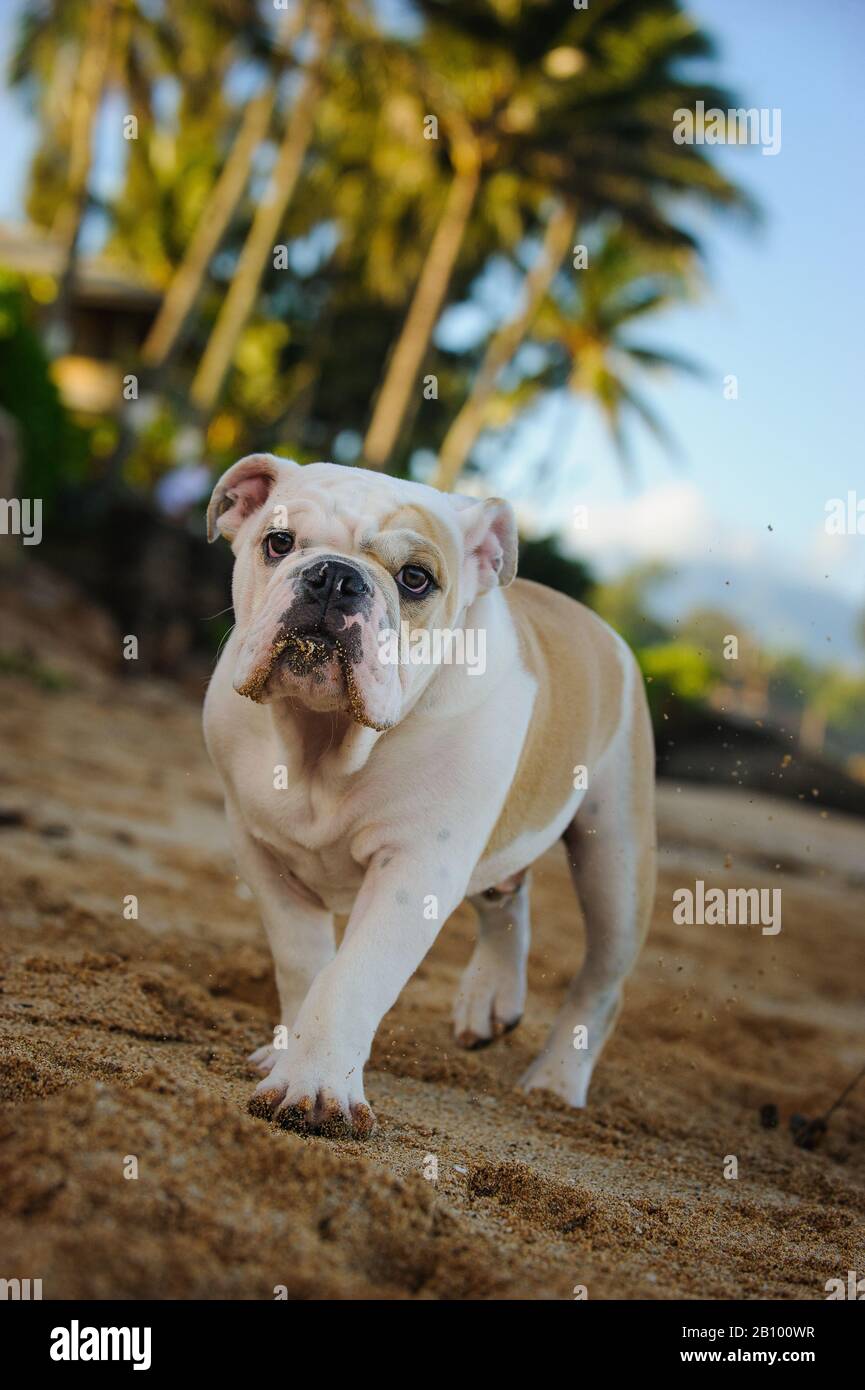 English Bulldog outdoor portrait Stock Photo - Alamy
