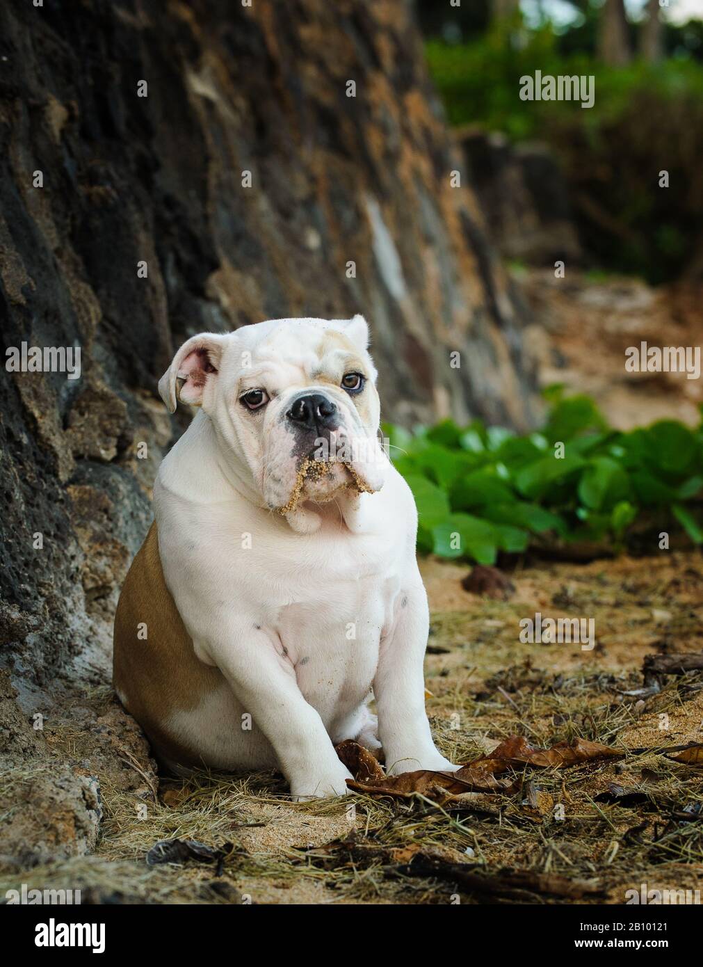 English Bulldog outdoor portrait Stock Photo - Alamy
