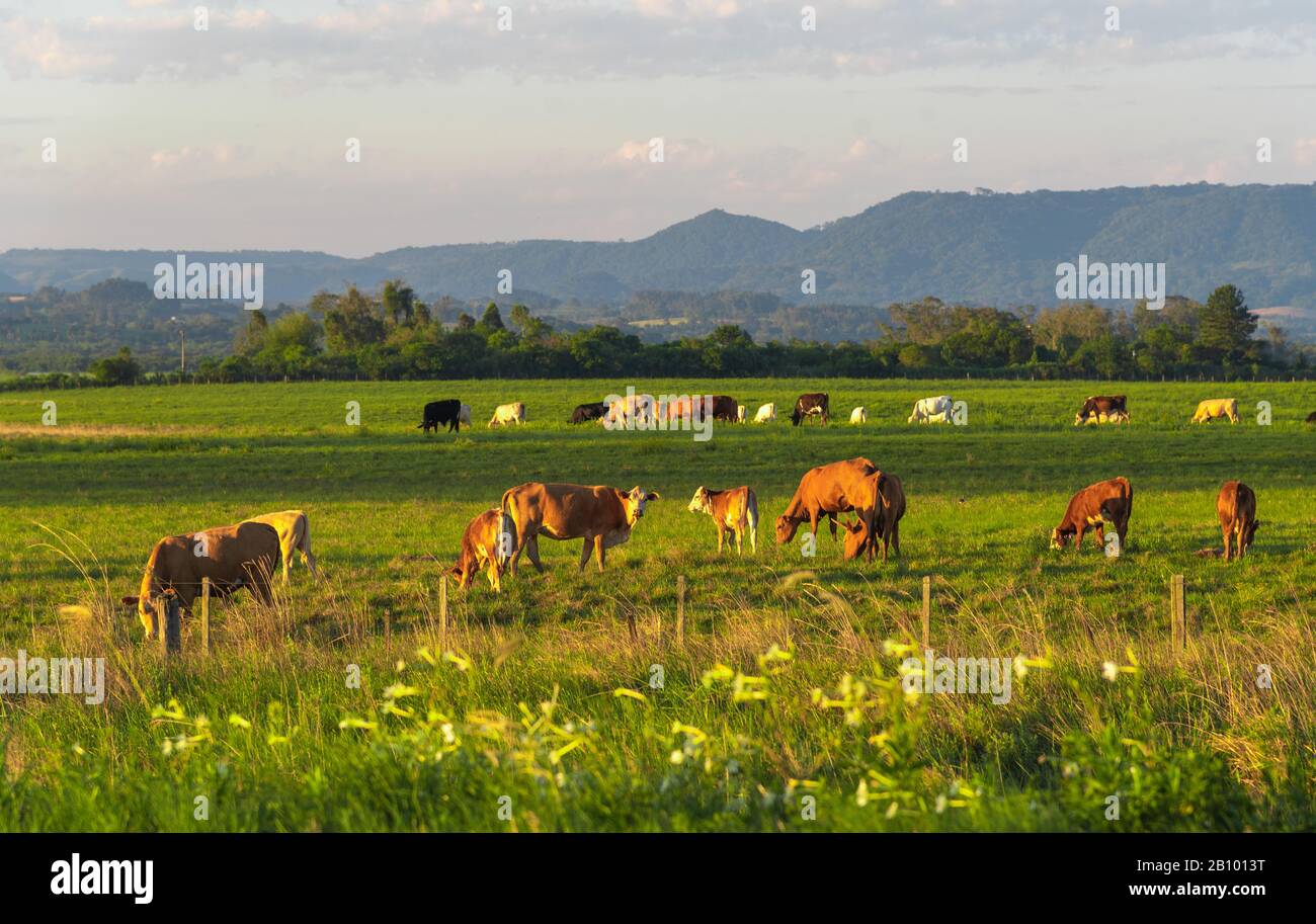 Rural landscape in southern Brazil. Area of farms where cattle breeding ...