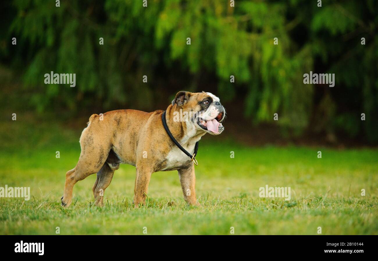 English Bulldog outdoor portrait Stock Photo - Alamy