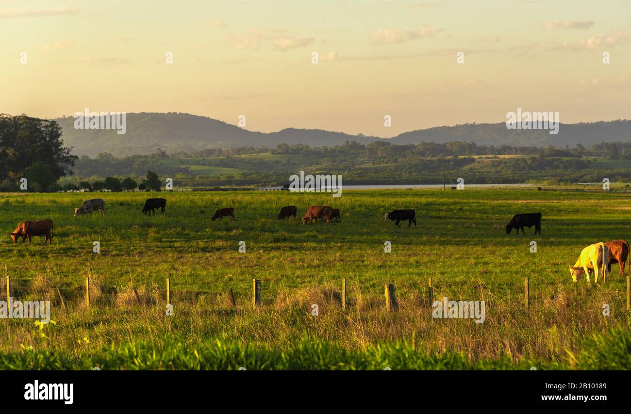 Rural landscape in southern Brazil. Area of farms where cattle breeding ...