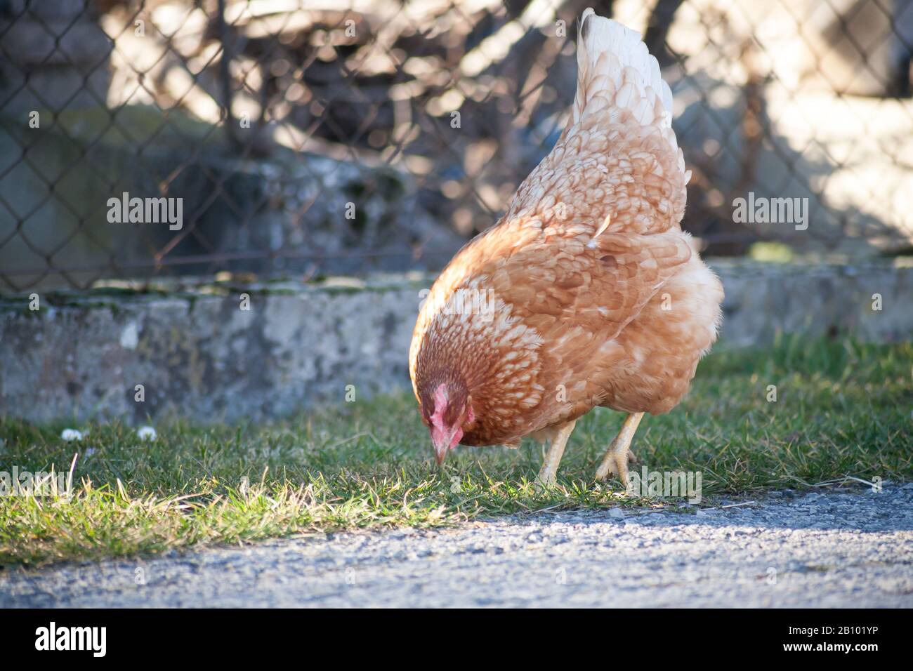 Meat Eating Bird High Resolution Stock Photography and Images - Alamy