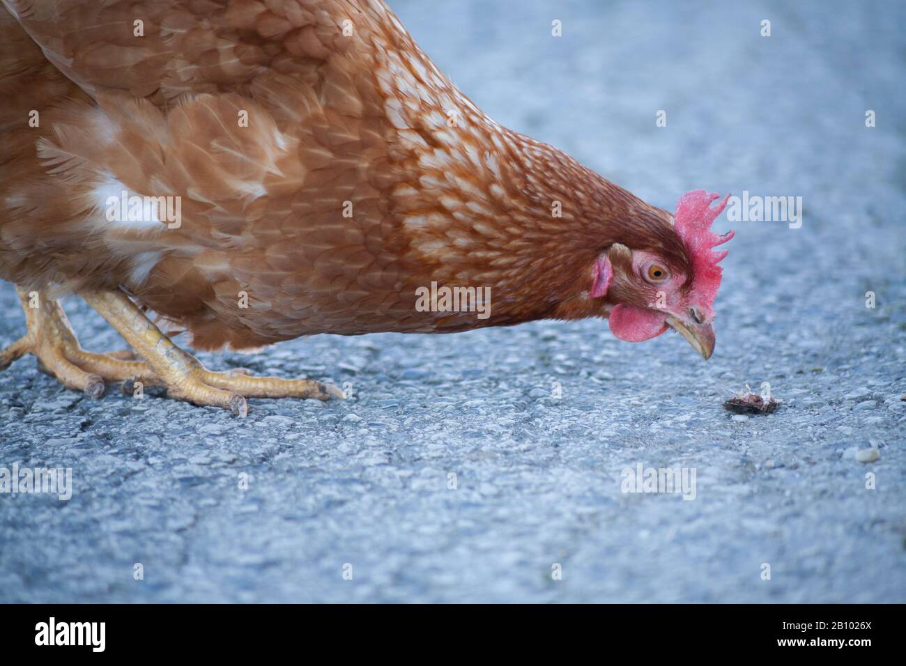Healthy and happy hen hi-res stock photography and images - Alamy
