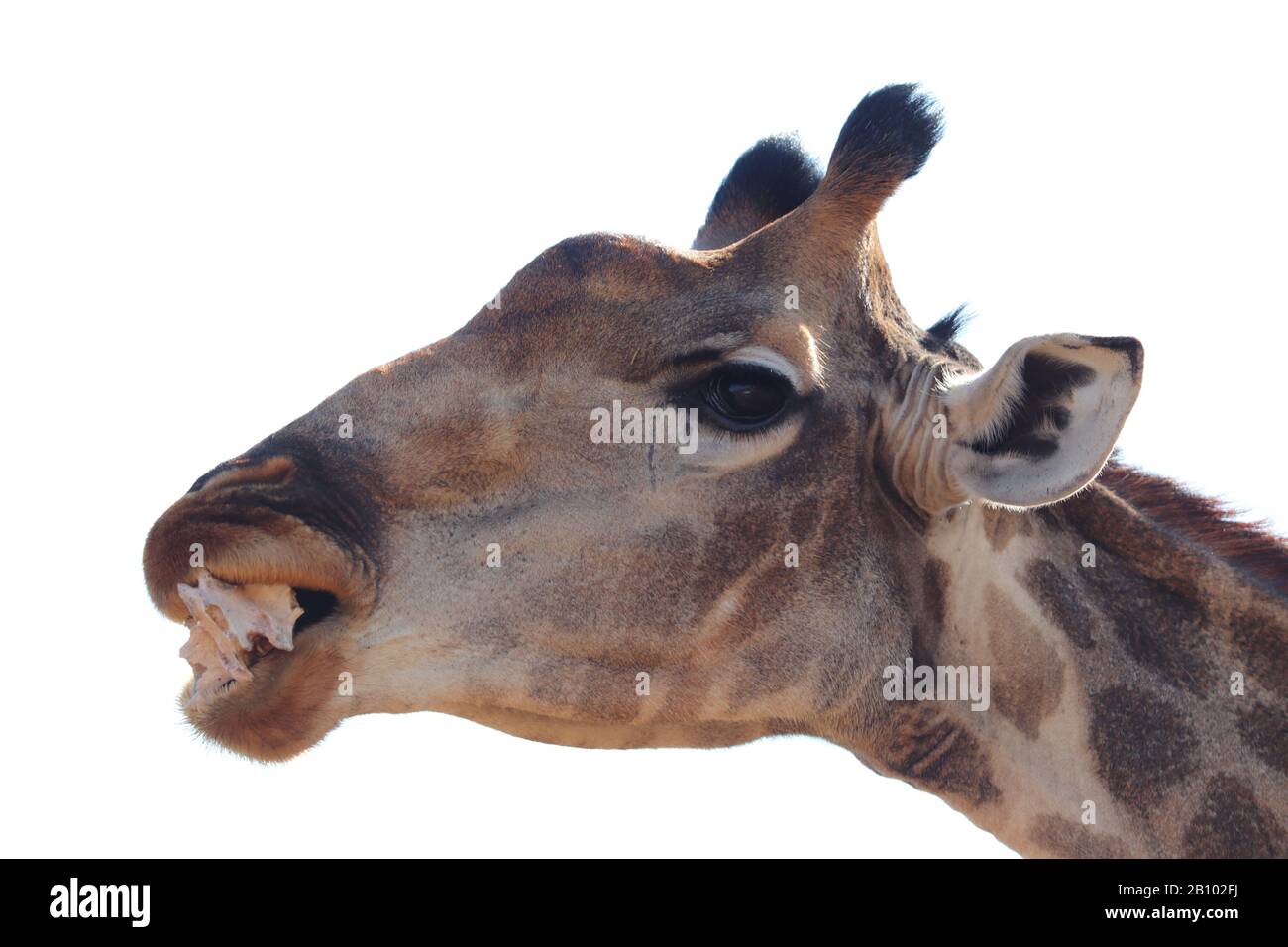 Giraffe bone eating hi-res stock photography and images - Alamy
