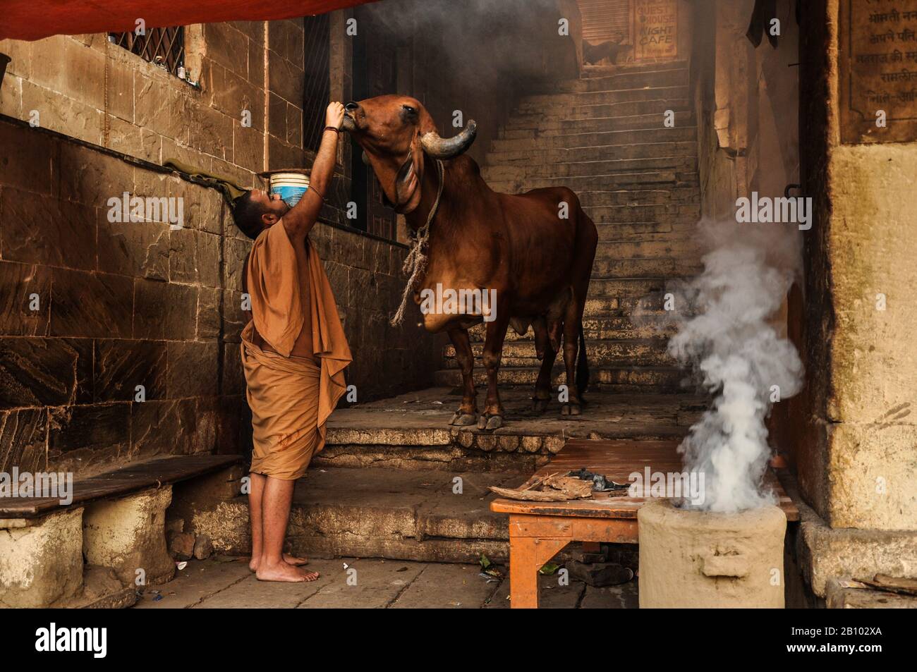 Man feeds a cow at a Ganga Ghat in Varanasi, India Stock Photo - Alamy