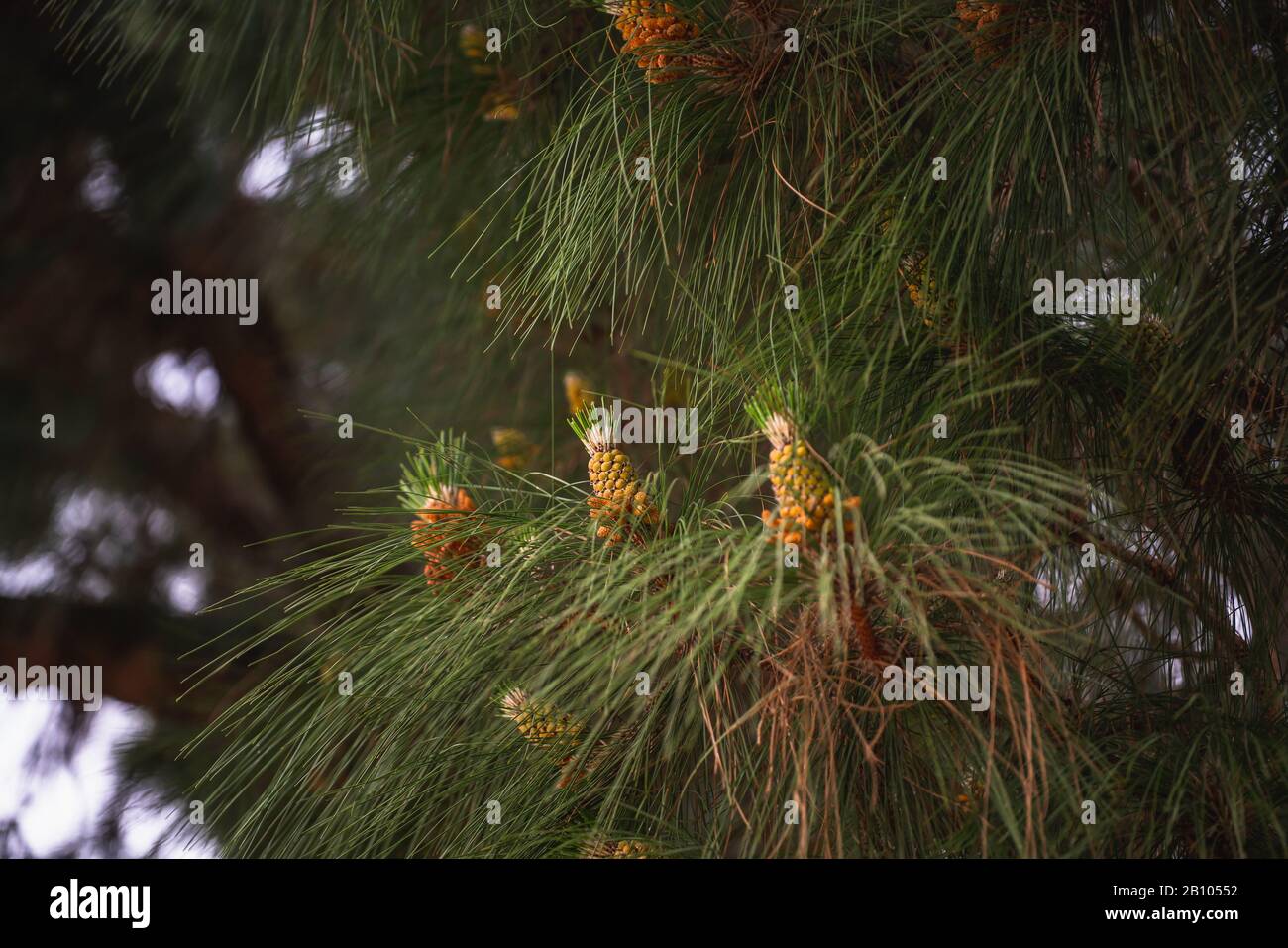 Pine tree in bloom hi-res stock photography and images - Alamy