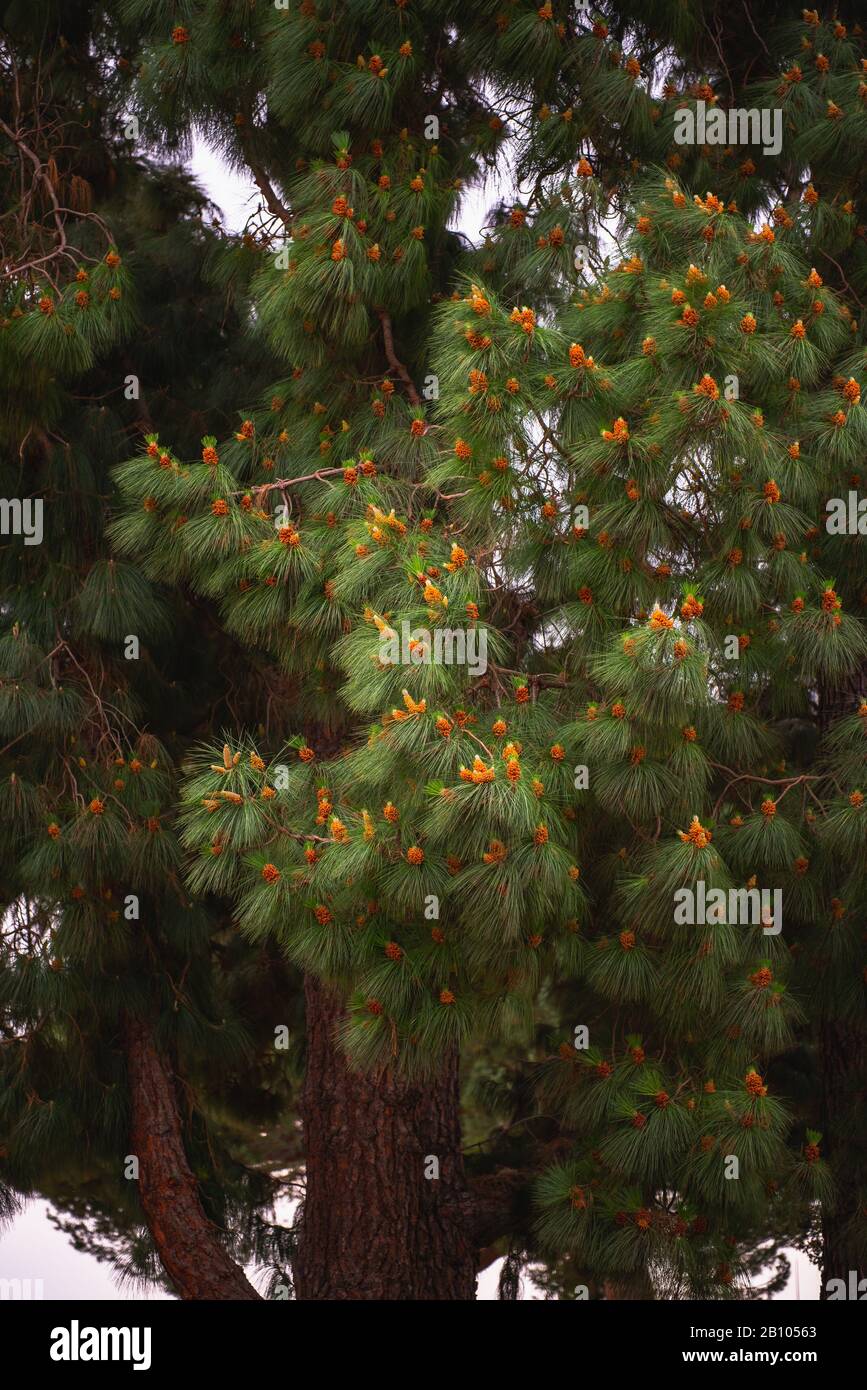 Pine tree in bloom hi-res stock photography and images - Alamy