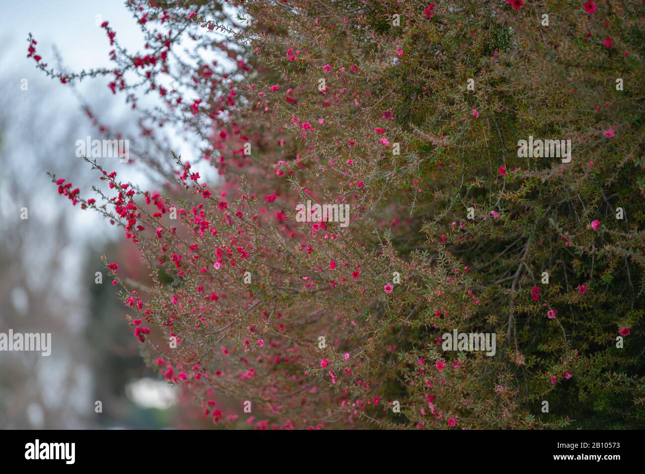 Manuka trees in bloom close up, California Stock Photo - Alamy