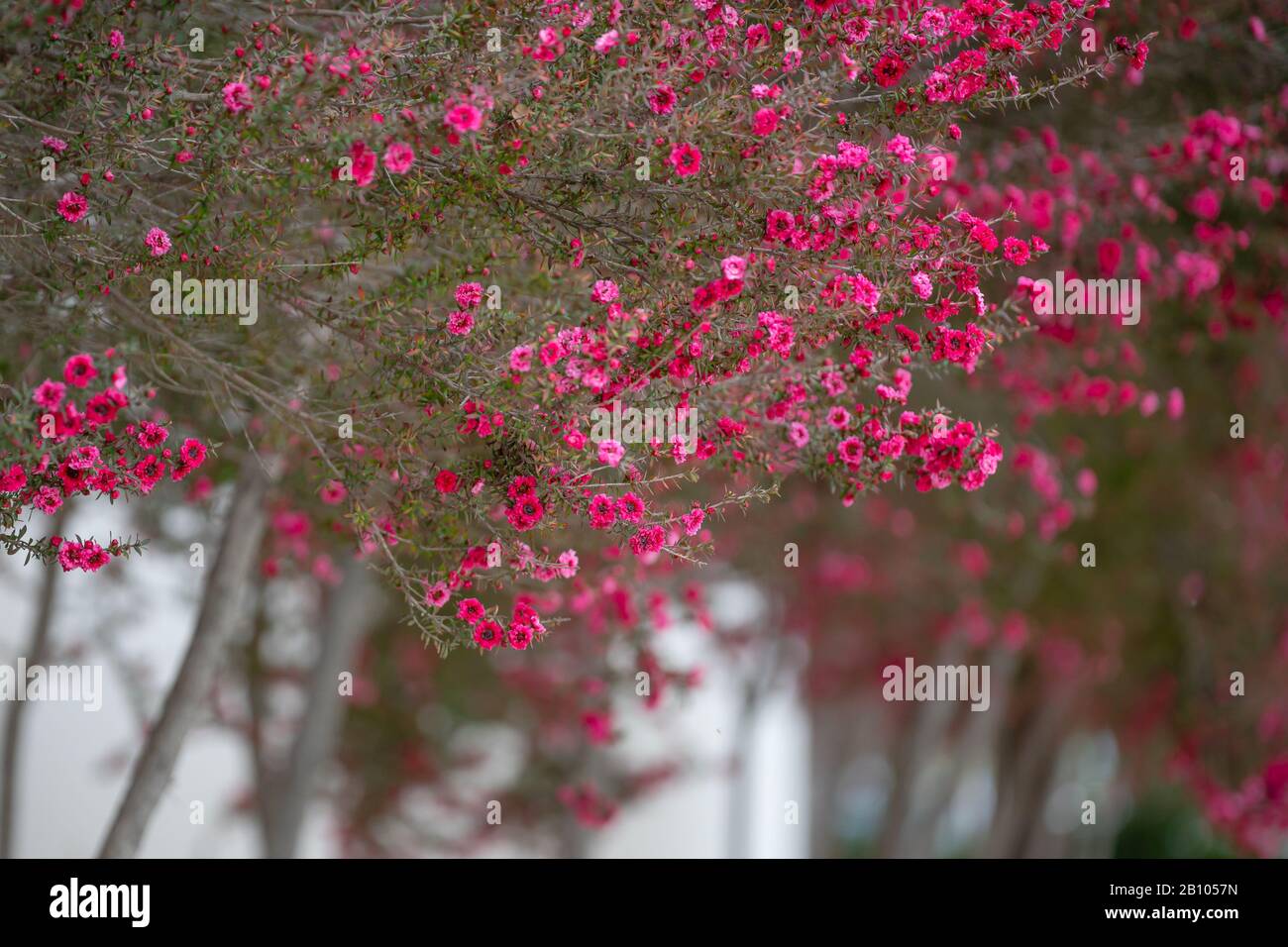Manuka trees in bloom close up, California Stock Photo - Alamy