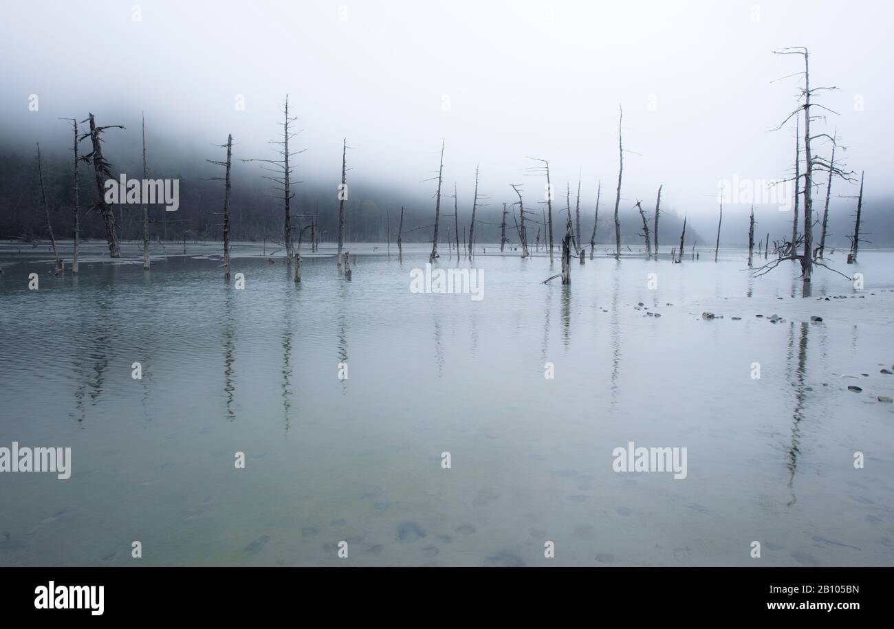 Ancient trees. Tibetan plateau Stock Photo - Alamy