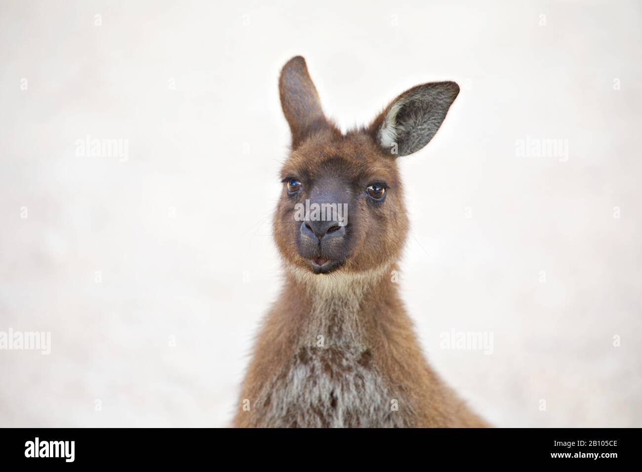 Fearless mind hi-res stock photography and images - Alamy