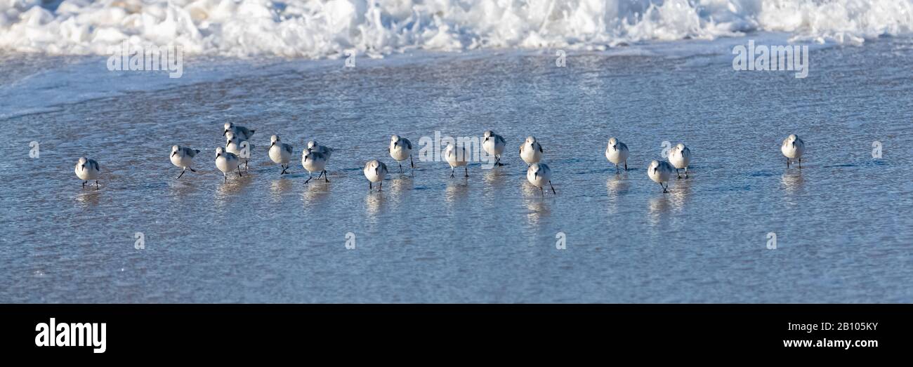 Sanderling flock on california beach hi-res stock photography and ...