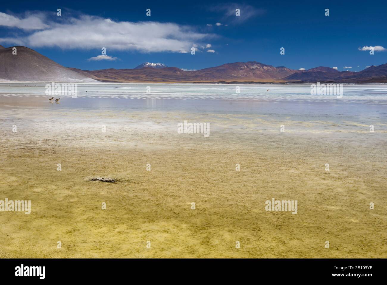 Salar aguas calientes atacama hi-res stock photography and images - Alamy