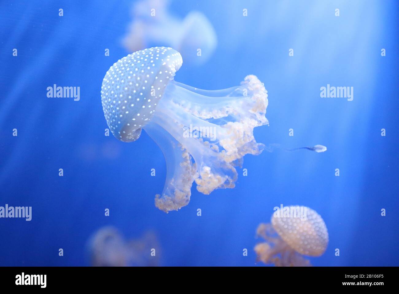 Clear jelly fish hi-res stock photography and images - Alamy