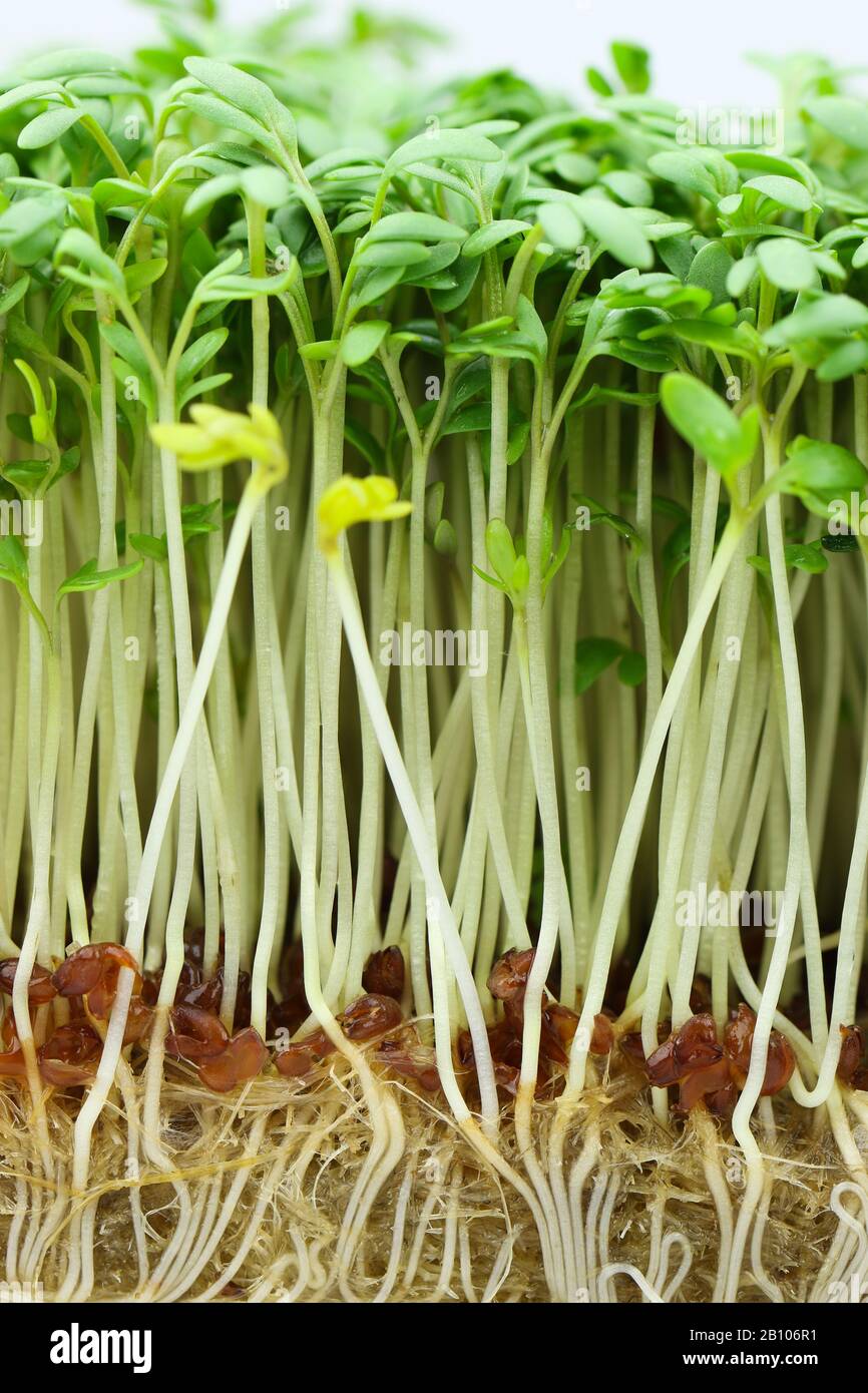 Garden cress shoots hi-res stock photography and images - Alamy