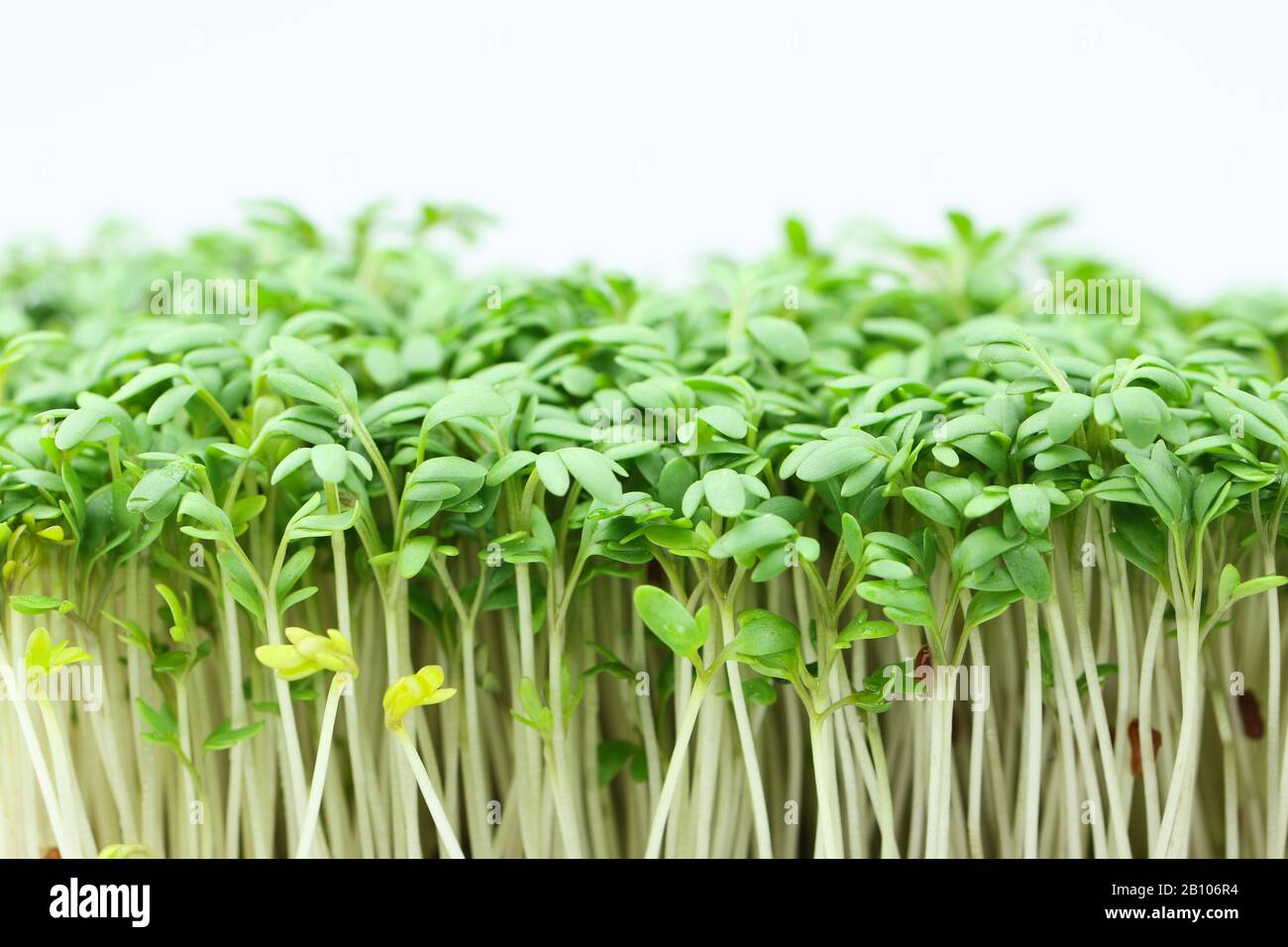 Garden cress hi-res stock photography and images - Alamy