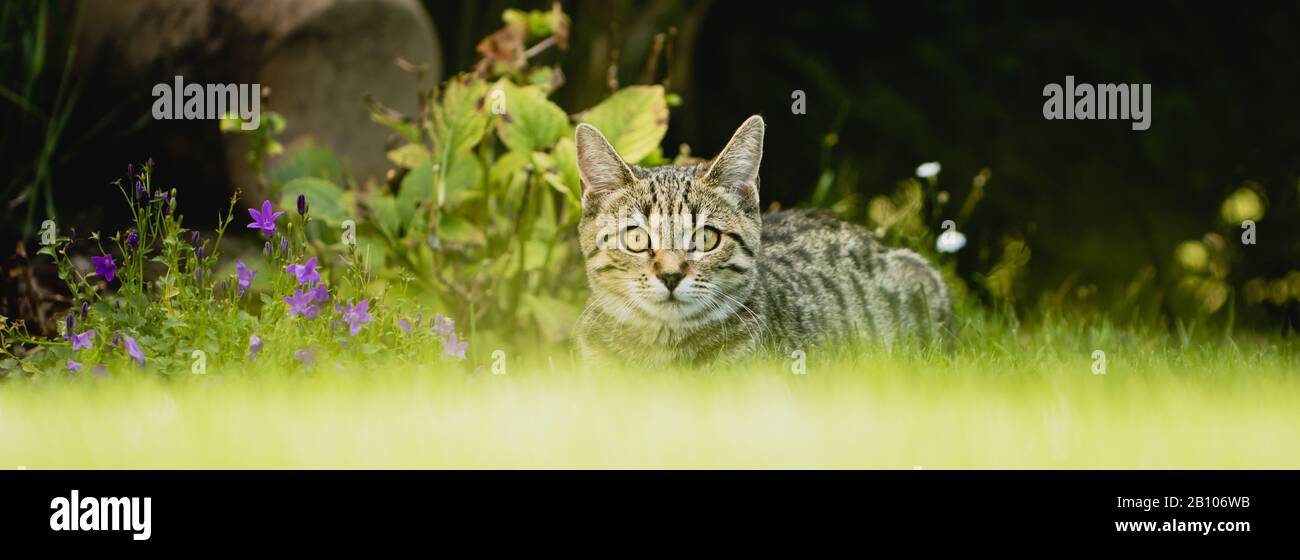 Wild kitty hi-res stock photography and images - Alamy