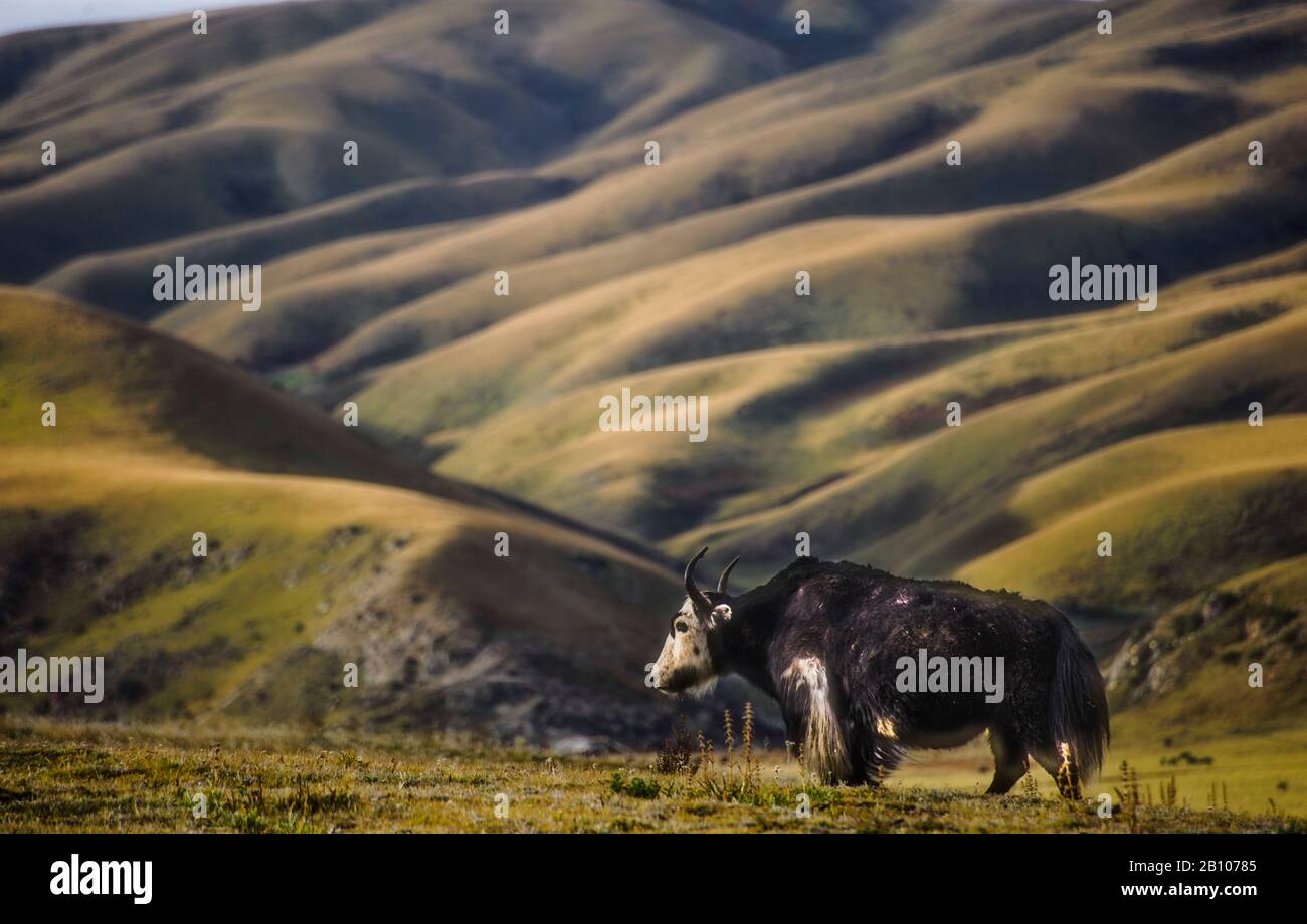 A yak, the symbol of Tibet, in the meadows of the Tibetan Plateau Stock ...