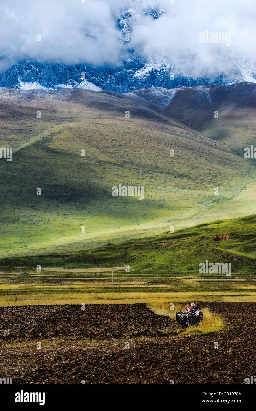Tibetan farmers plow their land with yaks, Tibetan plateau Stock Photo ...