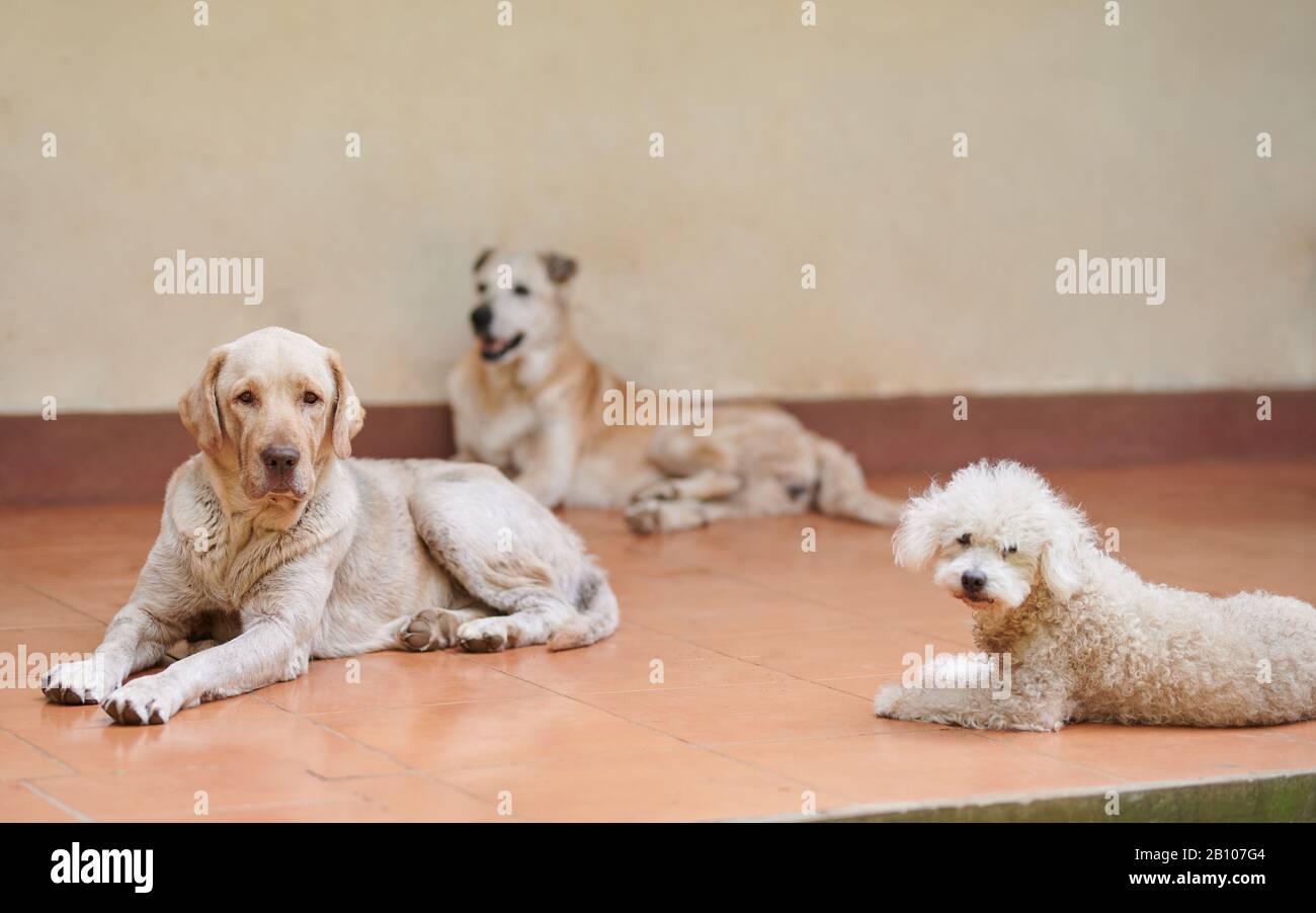 Group stray dogs hi-res stock photography and images - Alamy