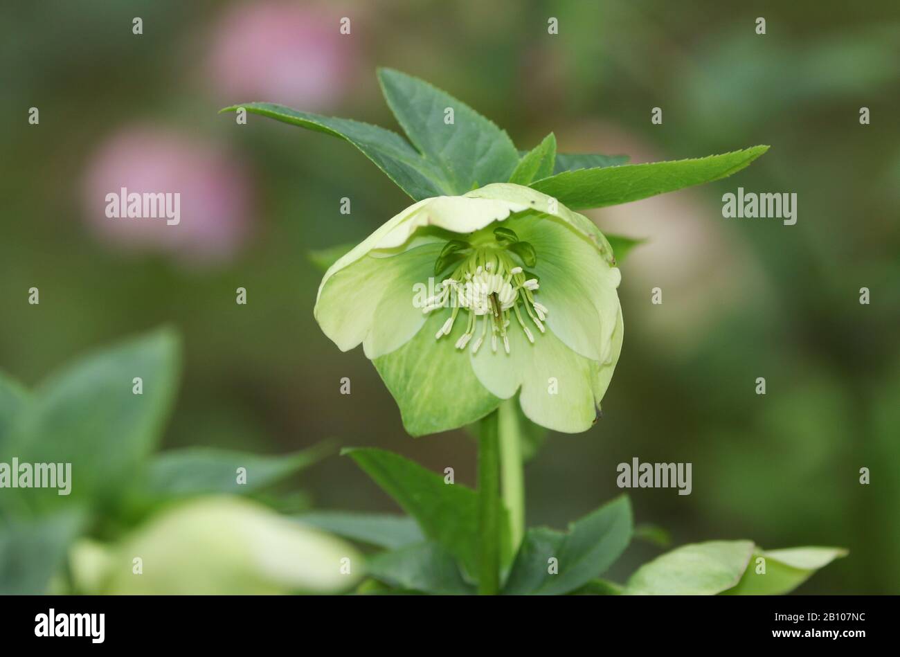A beautiful white Helleborus, Christmas rose, plant in flower Stock ...