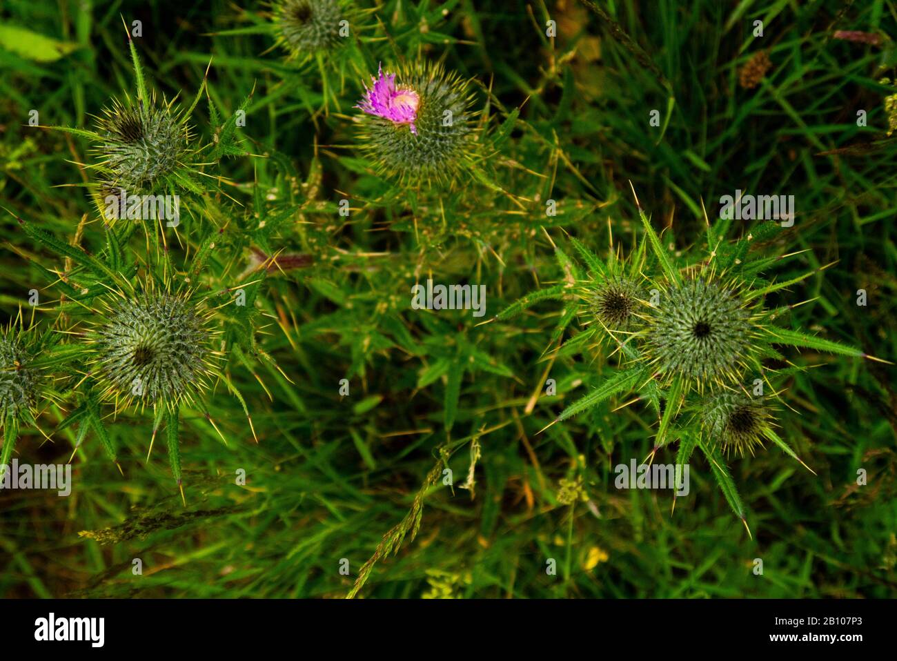 Barbed thistle High Resolution Stock Photography and Images - Alamy