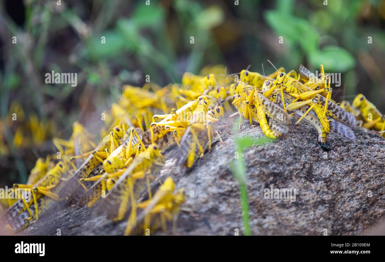Mwingi hi-res stock photography and images - Alamy