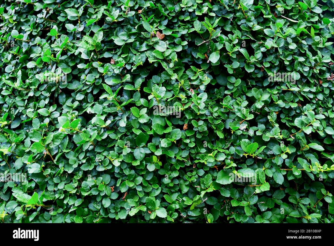 Abstract Background Pattern, Dark Green Leaves Wall or Dark Green Bush ...