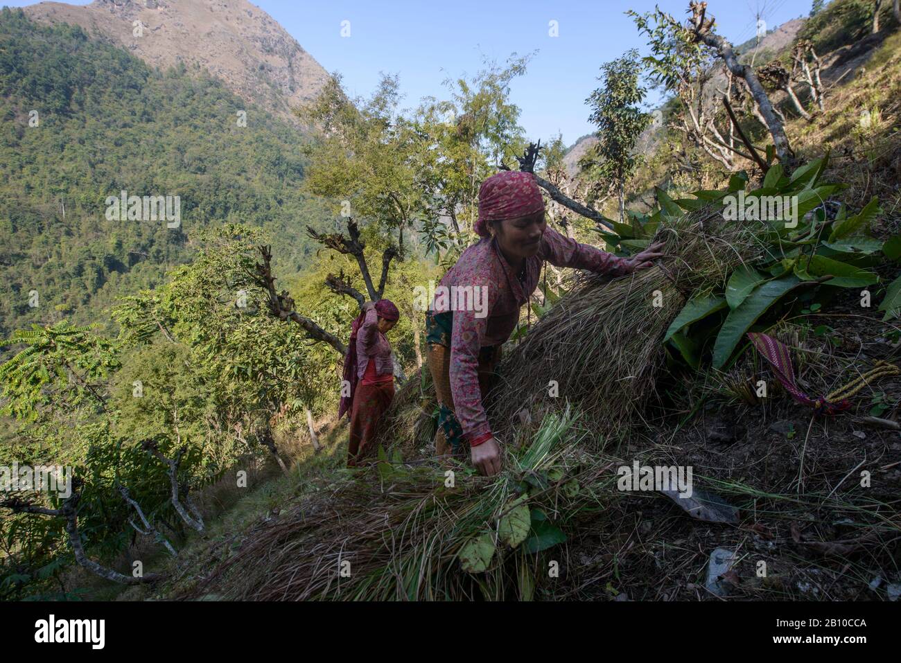 Village women collect tree leaves in the Anterior Himalayas, Nepal ...