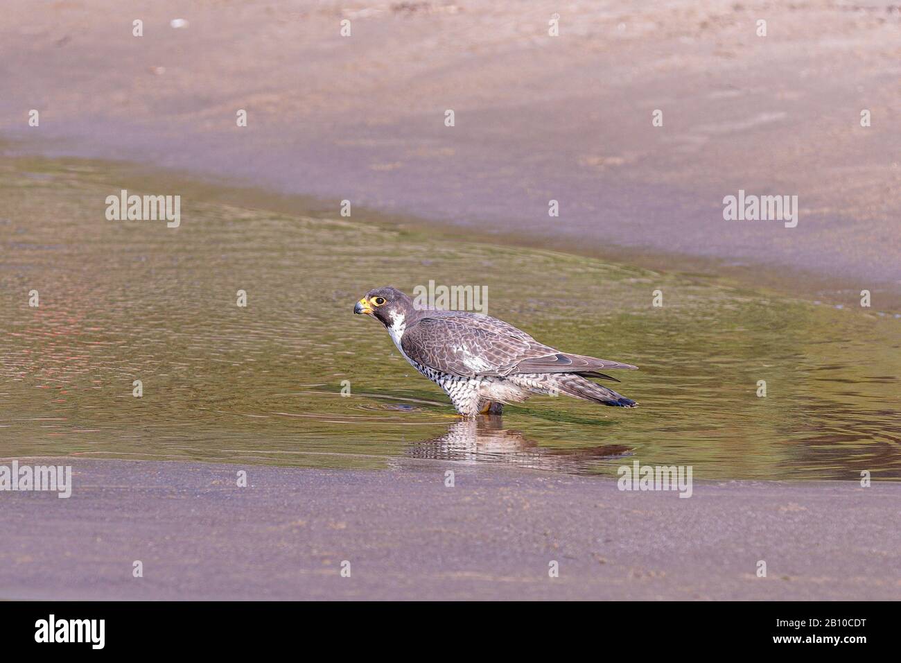 Face profile view of Peregrine falcon standing in a freshwater stream ...