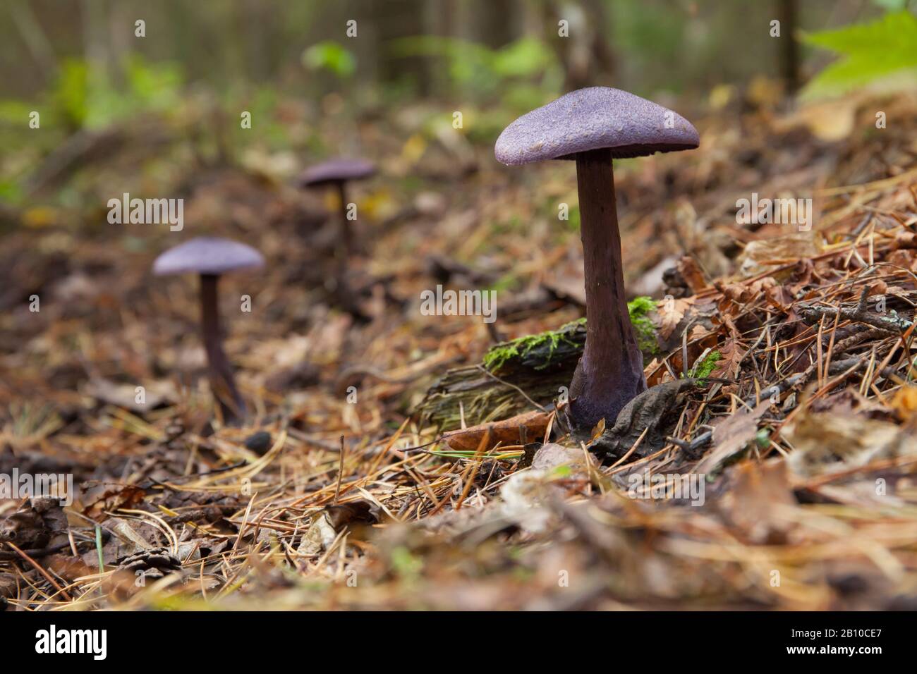 Violet webcap cortinarius violaceus hi-res stock photography and images ...