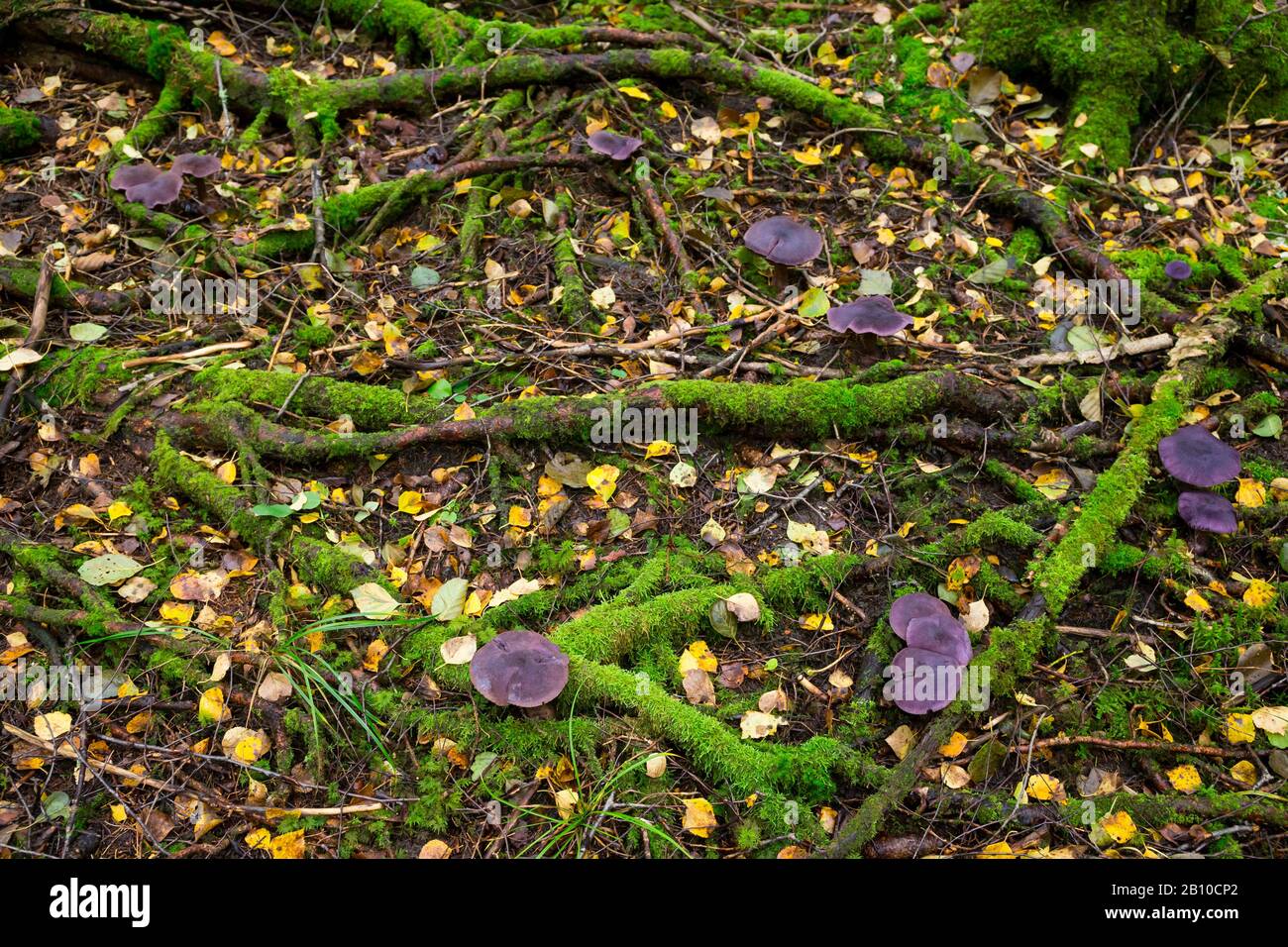 Violet webcap cortinarius violaceus hi-res stock photography and images ...