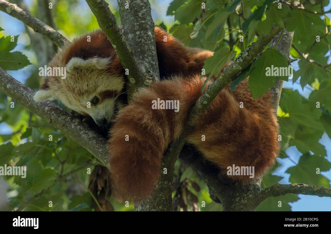 A red panda, Ailurus fulgens, in maple tree Stock Photo - Alamy