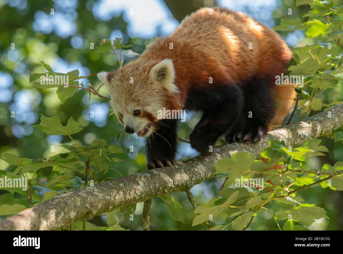 A red panda, Ailurus fulgens, in maple tree Stock Photo - Alamy