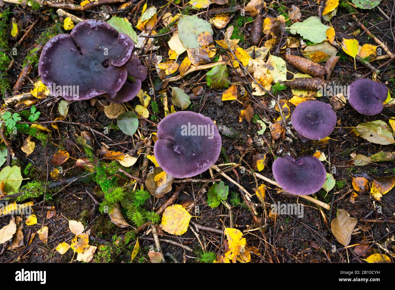 Violet webcap hi-res stock photography and images - Alamy