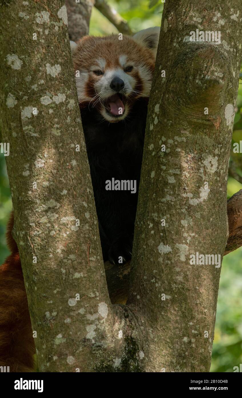 A red panda, Ailurus fulgens, in maple tree Stock Photo - Alamy