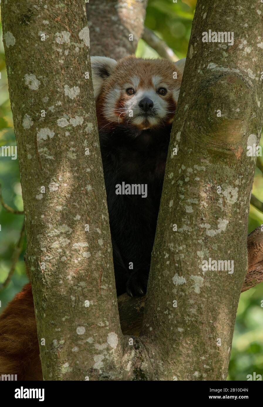 A red panda, Ailurus fulgens, in maple tree Stock Photo - Alamy