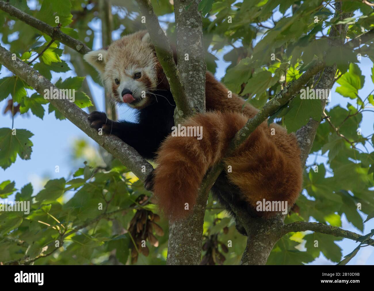 Red Panda Tail High Resolution Stock Photography and Images - Alamy