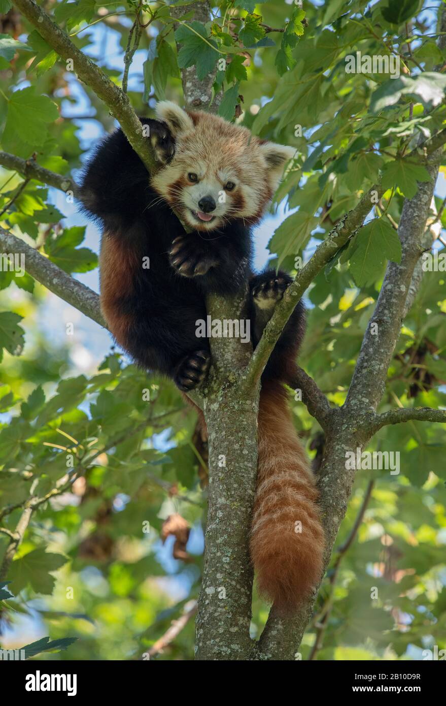 Photo panda hi-res stock photography and images - Alamy