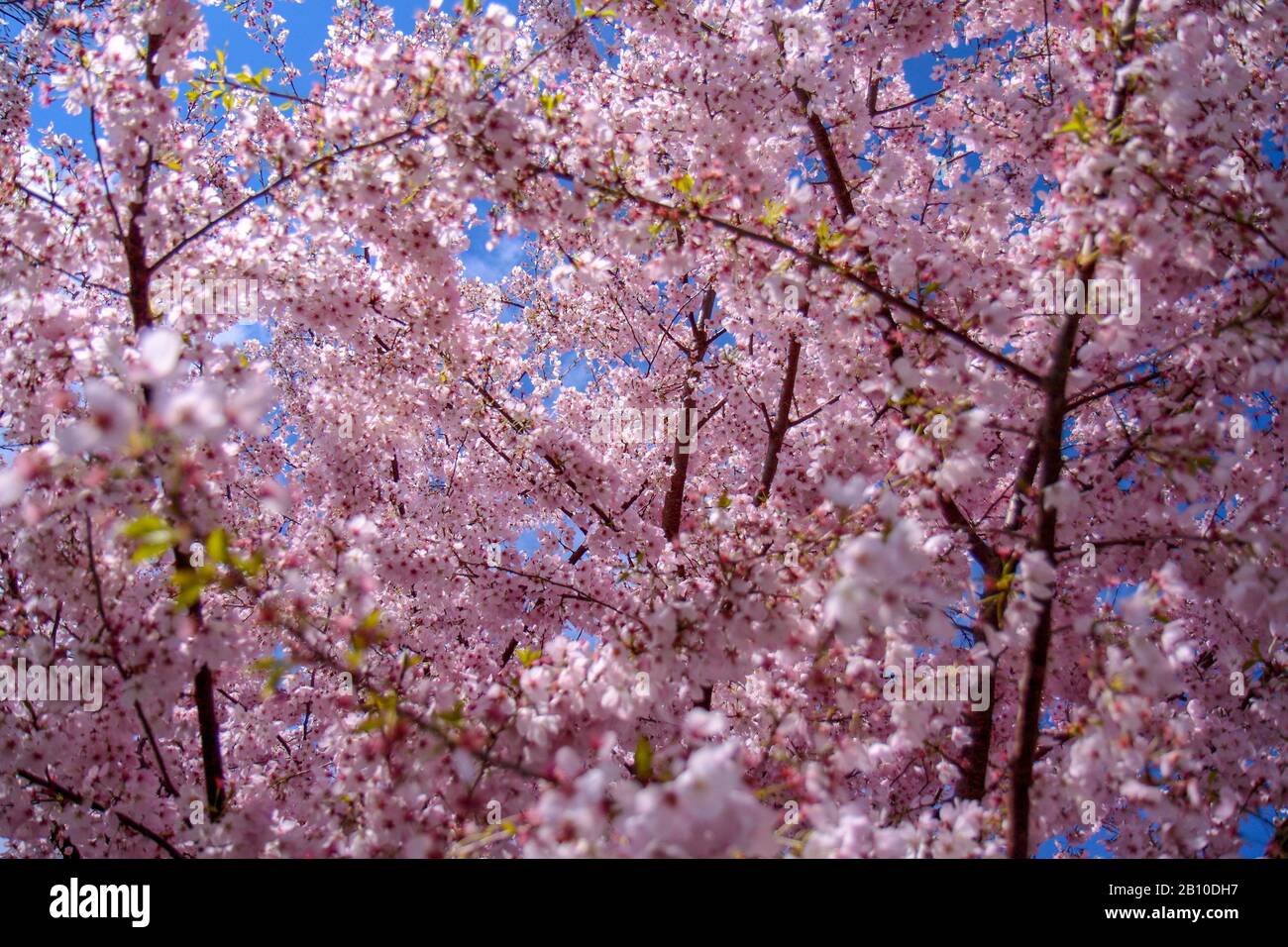 Oregon cherry blossom trees hi-res stock photography and images - Alamy