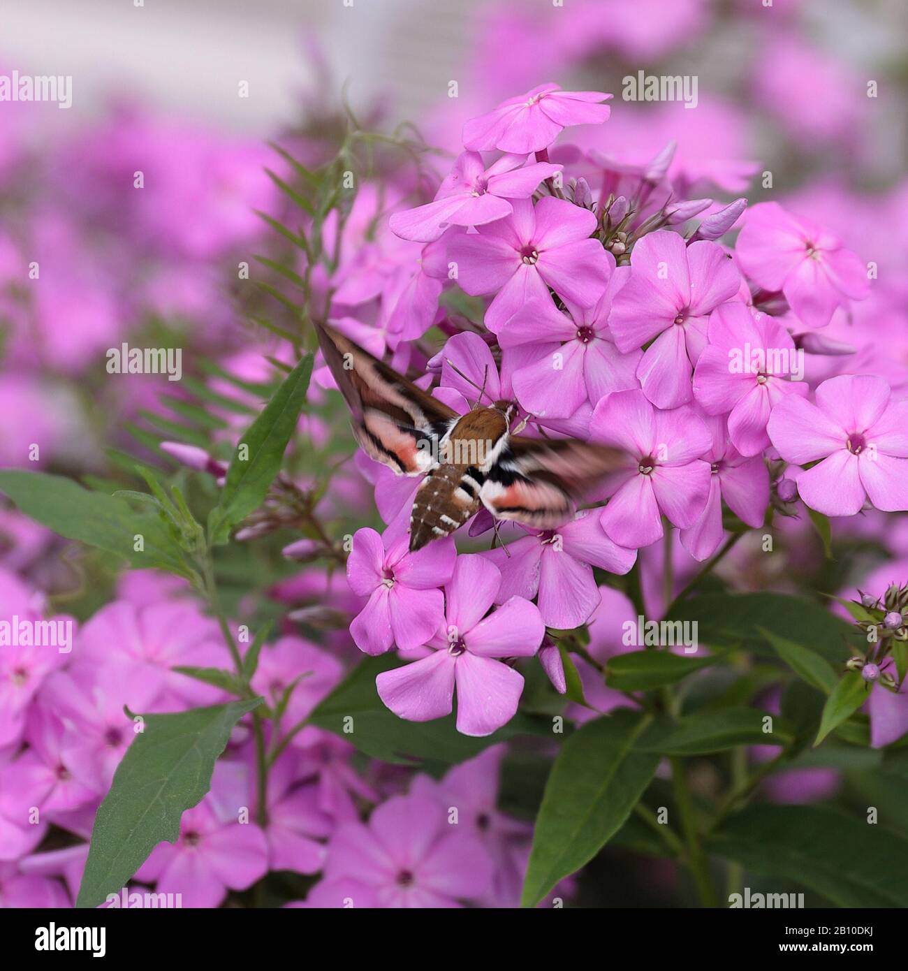 Moth in flight summer garden hi-res stock photography and images - Alamy