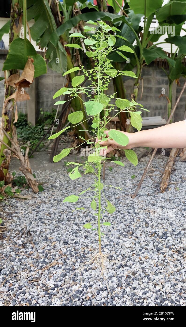 Hand Holding Indian Acalypha, Three Seeded Mercury or Acalypha Indica ...