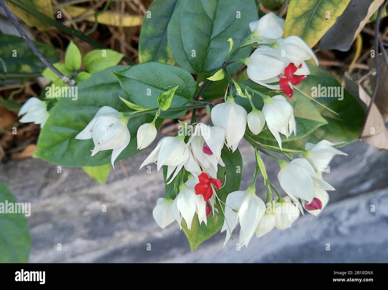 Beautiful Clerodendrum Thomsoniae, Bleeding Glory Bower, Glory Bower ...