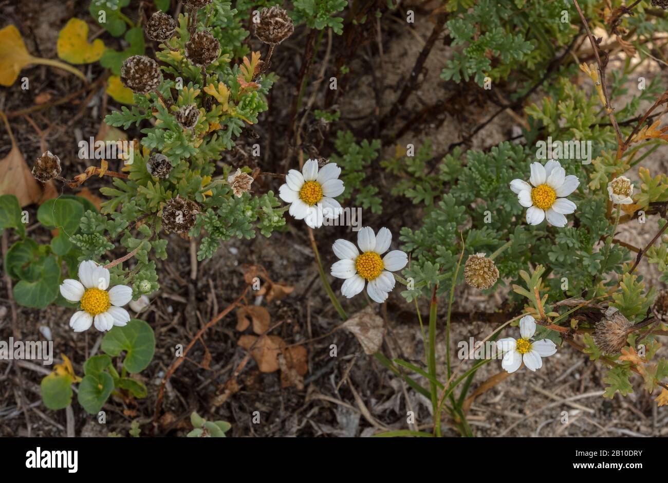 Sea Chamomile, Anthemis maritima, in flower on sand-dunes, Brittany ...